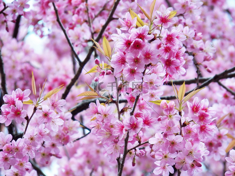 Prunus cerasoides、野生喜马拉雅樱桃、泰国樱花高清摄影大图-千库网