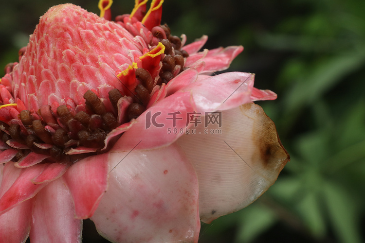 盛开的 Etlingera Elatior（combrang，bunga kantan，菲律宾蜡花，印度尼西亚高姜。背景模糊的红姜百合。热带 ...