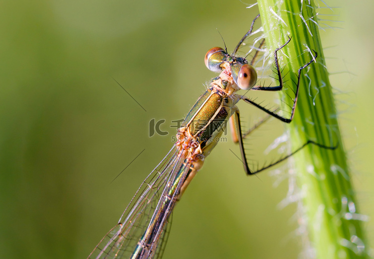 Lestes sponsa 女性高清摄影大图-千库网