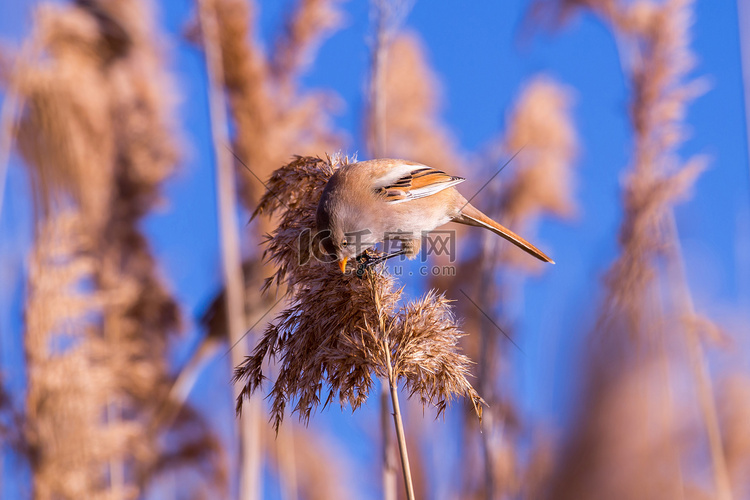 芦苇上的大胡子山雀，雄性 - reedling (Panurus biarmicus)高清摄影大图-千库网