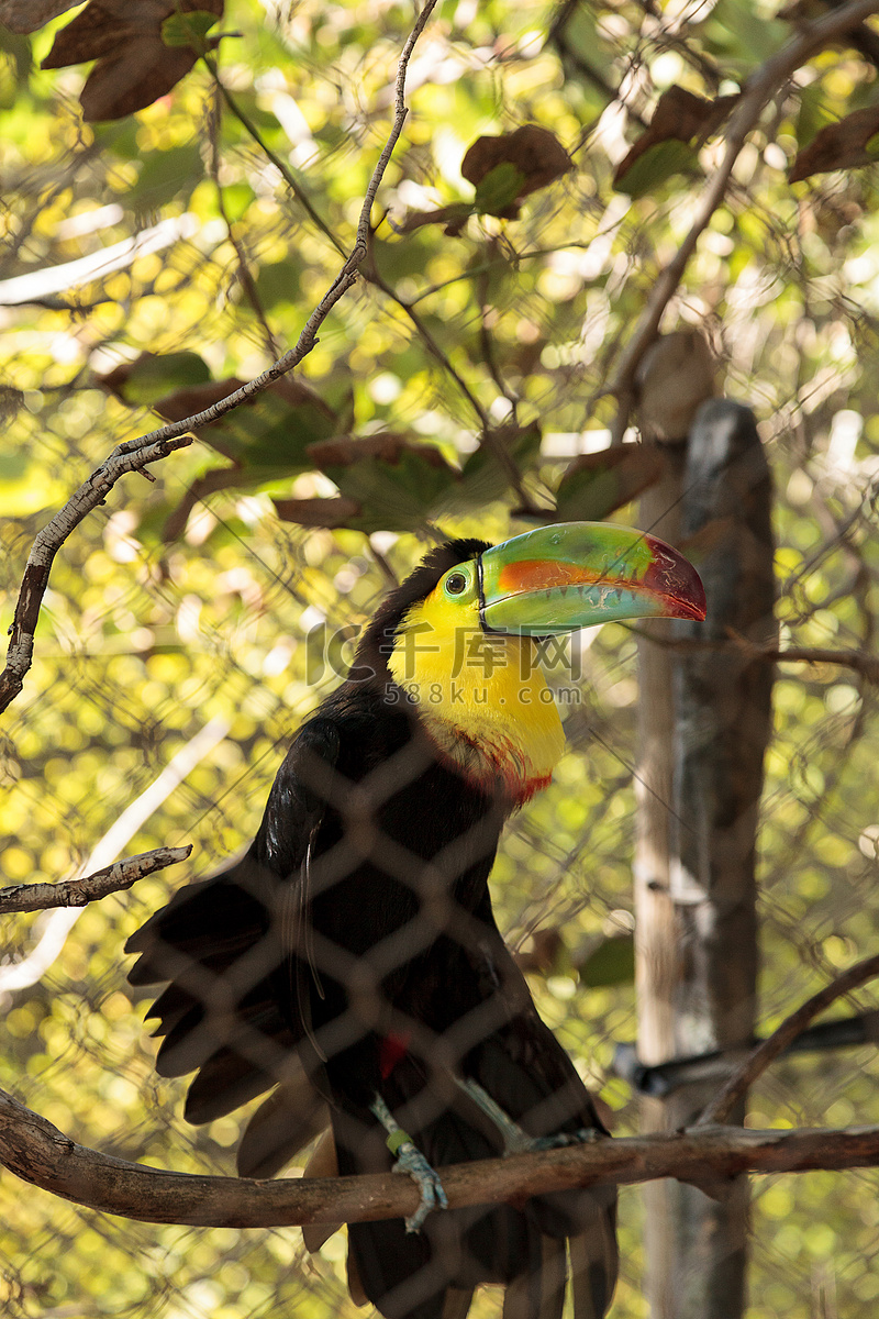 龙骨嘴巨嘴鸟，Ramphastos sulfuratus高清摄影大图-千库网