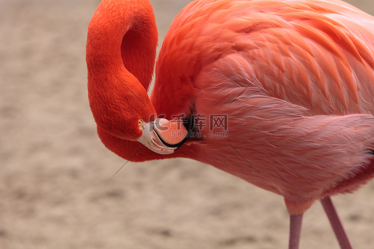 粉色加勒比火烈鸟 Phoenicopterus ruber高清摄影大图-千库网