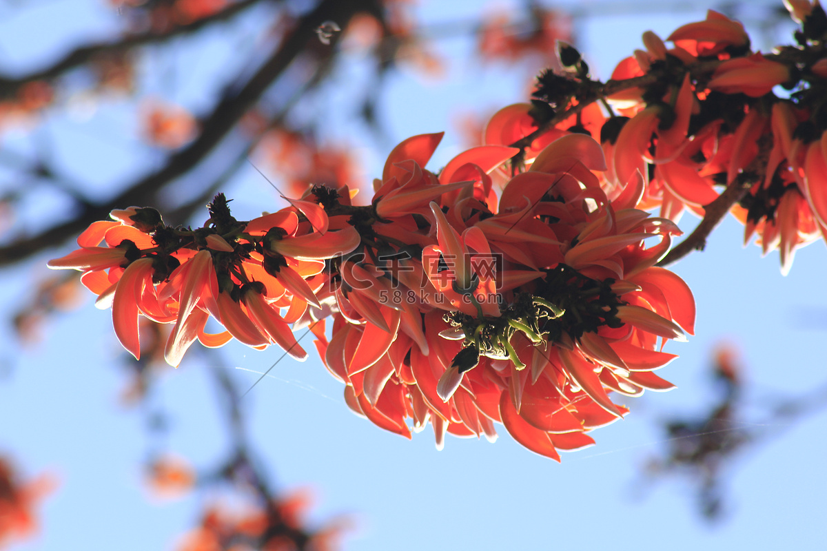 Butea monosperma 是一种中等大小的树。高清摄影大图-千库网