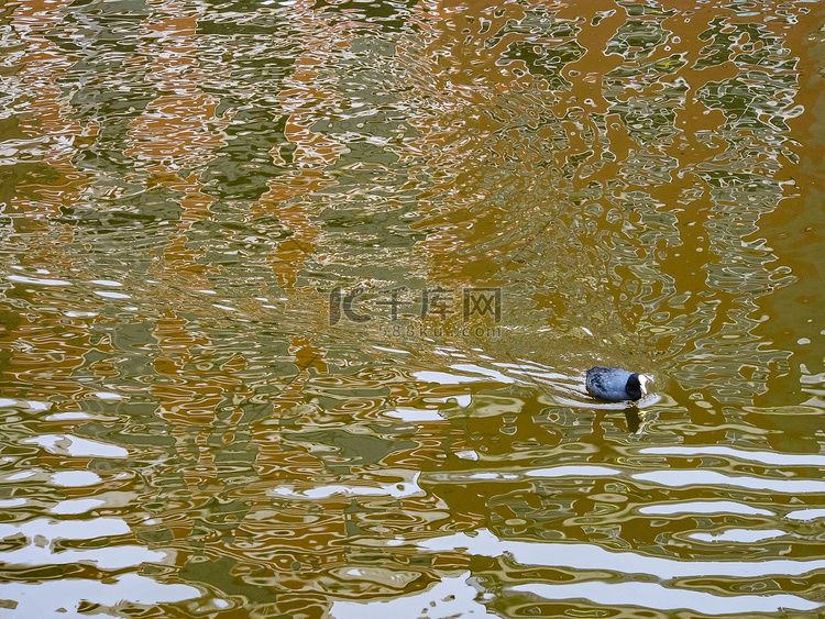 Coot Bird Call 鸟歌 Coots高清摄影大图-千库网