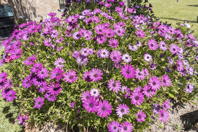 Dimorphotheca ecklonis 粉红色的花朵高清摄影大图-千库网