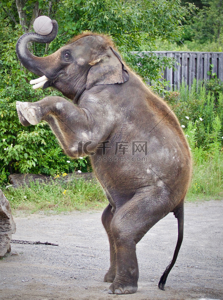 一只大象用两条腿站立的孤立照片高清摄影大图-千库网