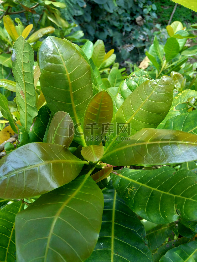 腰果树 (Anacardium occidentale) 与自然背景高清摄影大图-千库网