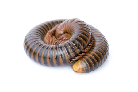 白色背景上的千足虫图像。高清摄影大图-千库网