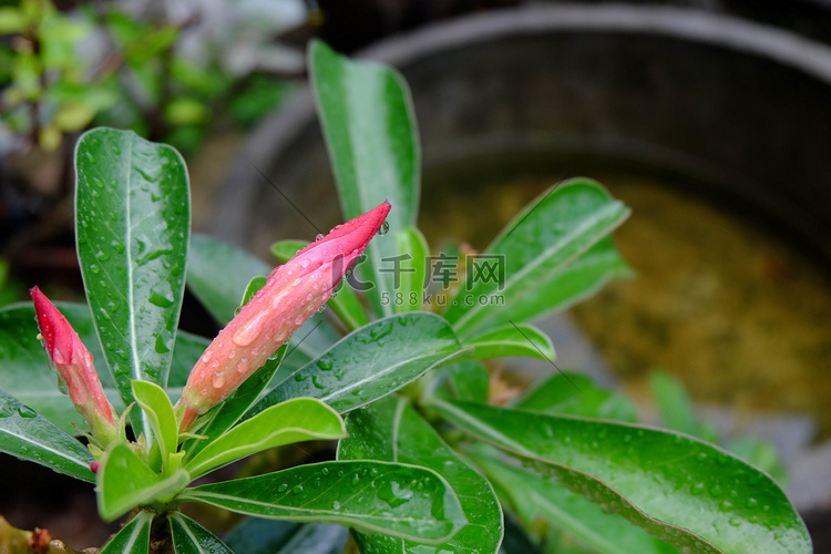 雨停后不开花的 Adenium 花。Plantae Apocy高清摄影大图-千库网