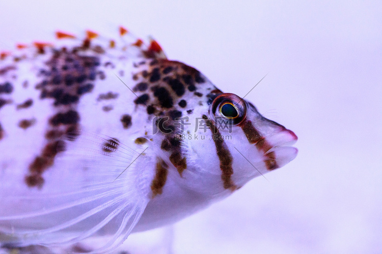 Falco hawkfish Cirrhitichthys falco高清摄影大图-千库网