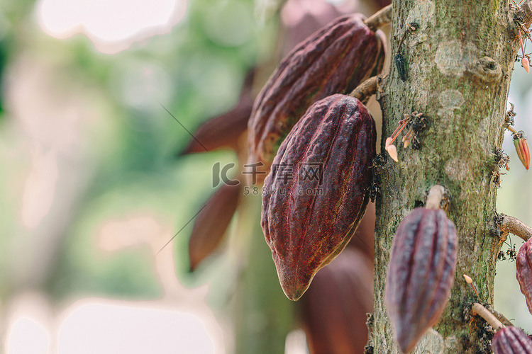 可可树（Theobroma cacao）。高清摄影大图-千库网