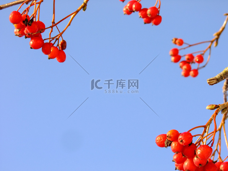 Ashberry 在蓝天背景下的特写高清摄影大图-千库网