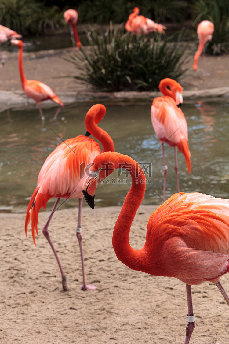 粉色加勒比火烈鸟 Phoenicopterus ruber高清摄影大图-千库网