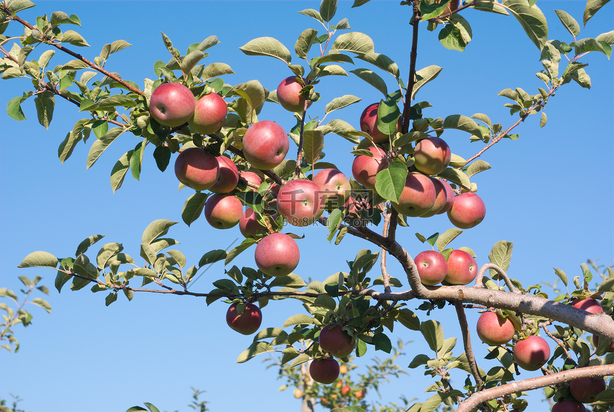 蓝天果园里树上的苹果高清摄影大图-千库网