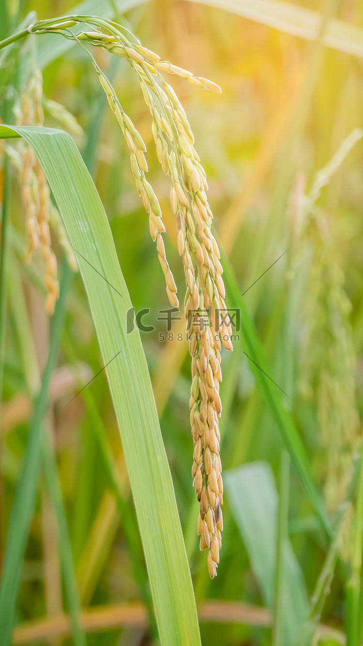 稻田里的小穗高清摄影大图-千库网