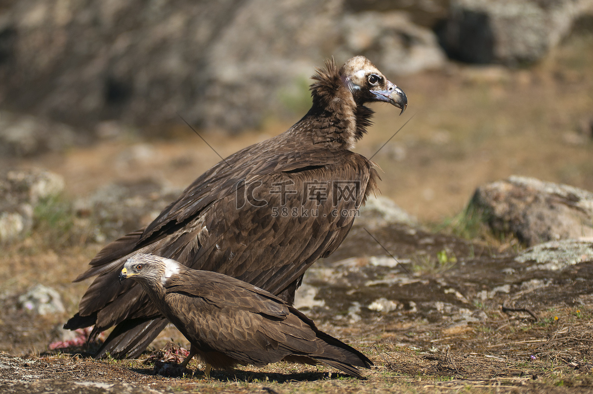 Cinereous（欧亚黑）秃鹫（Aegypius monachus）和红 K高清摄影大图-千库网