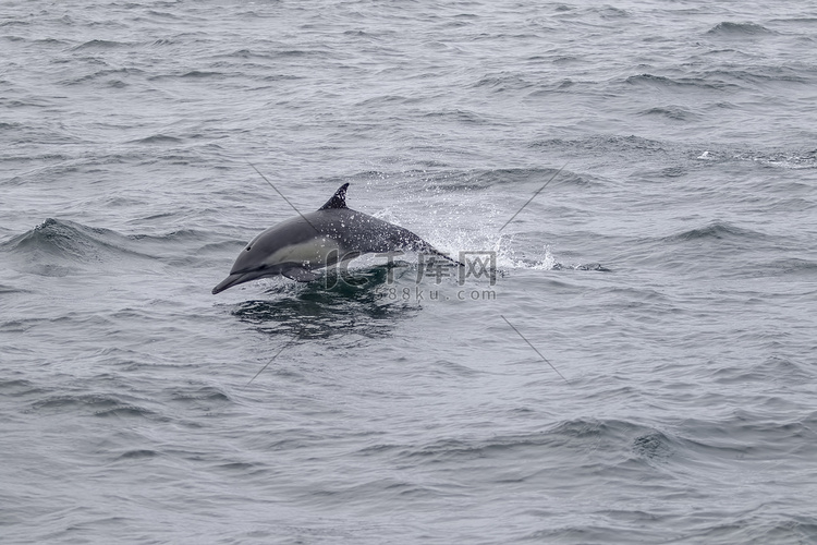 长喙海豚 (Delphinus capensis)高清摄影大图-千库网