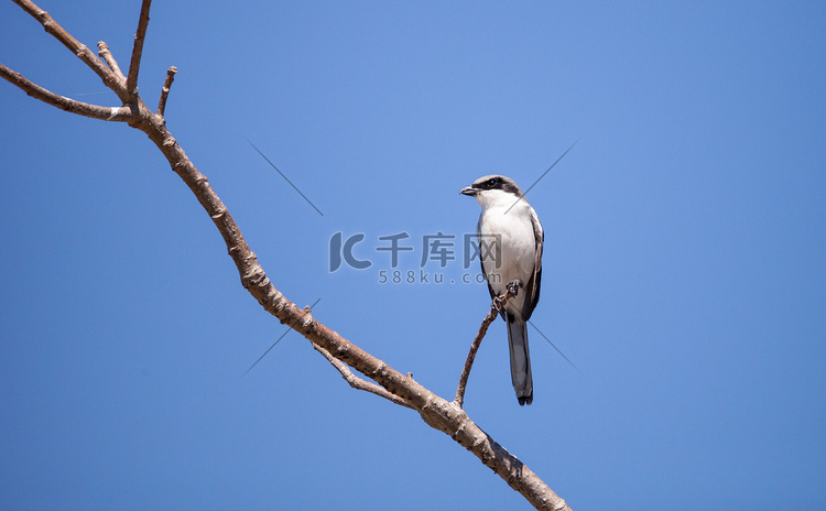 红海龟伯劳鸟 Lanius ludovicianus 栖息在树上高清摄影大图-千库网