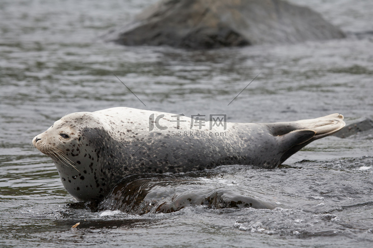 Phoca largha (Larga Seal, Spotted Seal) 表面图片高清摄影大图-千库网