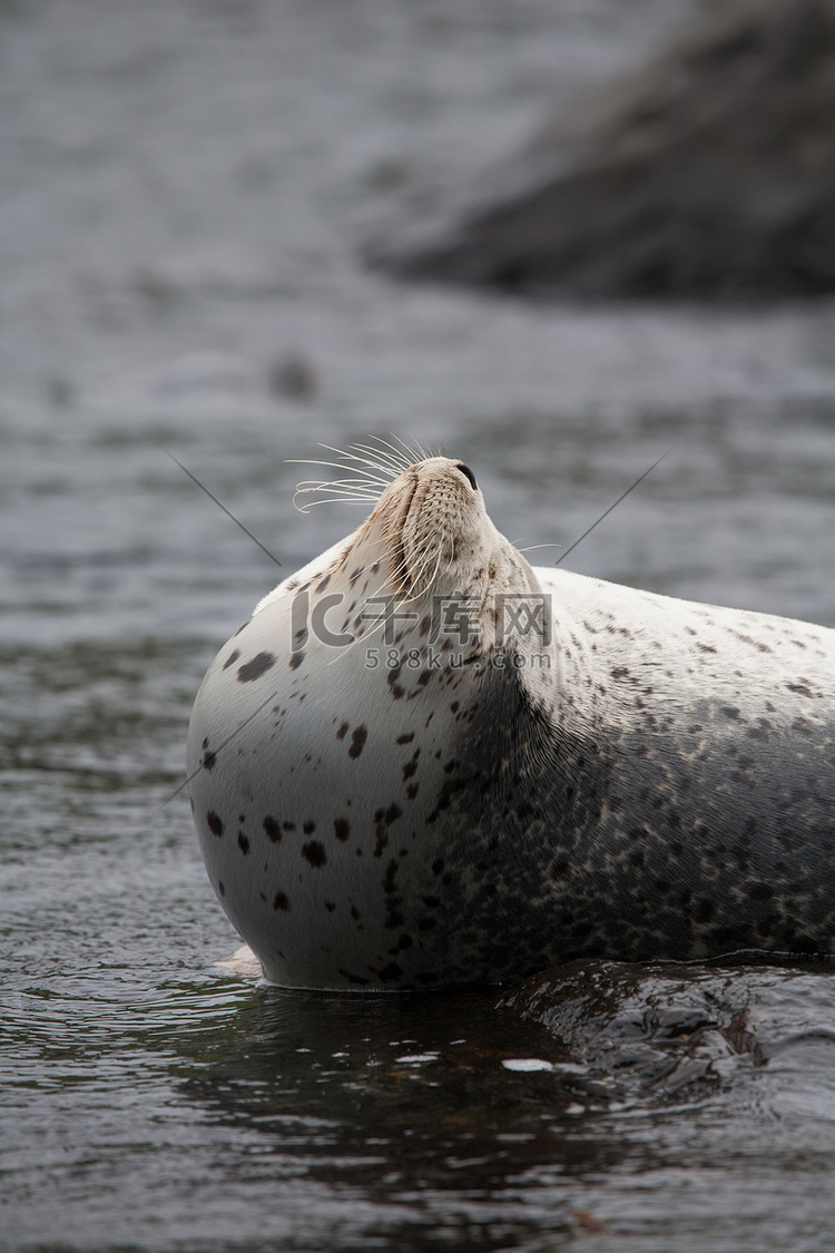 Phoca largha (Larga Seal, Spotted Seal) 表面图片高清摄影大图-千库网