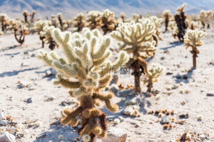 Cholla 仙人掌 (Cylindropuntia bigelovii) 被称为泰迪熊乔高清摄影大图-千库网