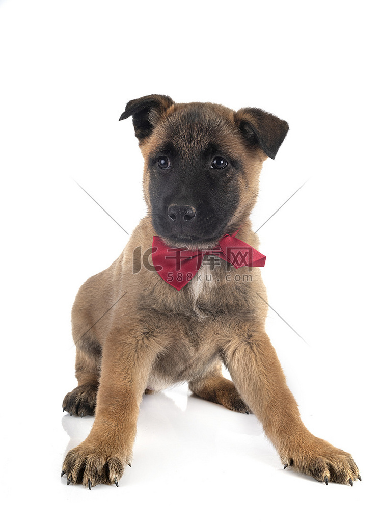 小狗玛利诺犬在工作室高清摄影大图-千库网