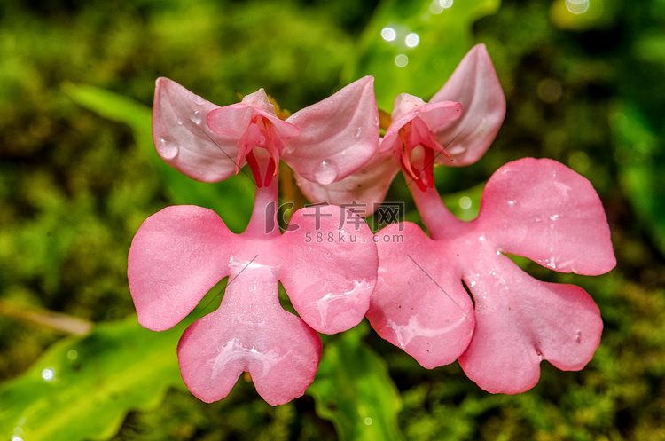 The Pink-Lipped Rhodocheila Habenaria（粉红金鱼草）高清摄影大图-千库网