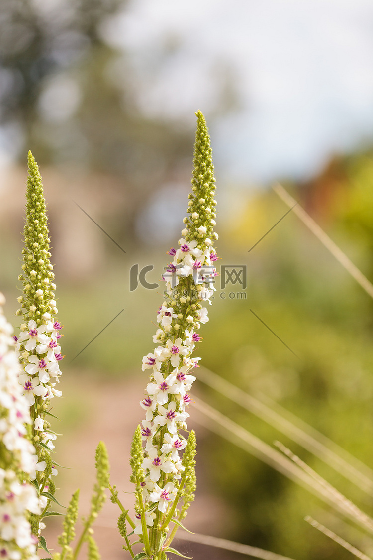 白色和红色荨麻叶 Mullein, Verbascum chaixii高清摄影大图-千库网