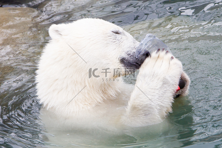 北极熊 (icebear) 的特写镜头高清摄影大图-千库网