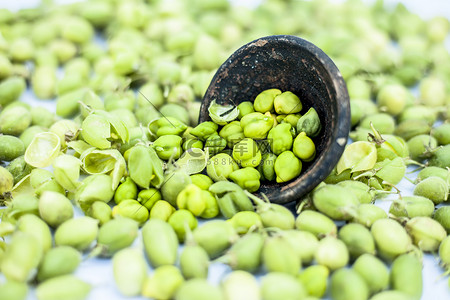 Ginjua 或 gingua 或鹰嘴豆或小鸡豆荚或埃及豆放在粘土碗里。高清摄影大图-千库网