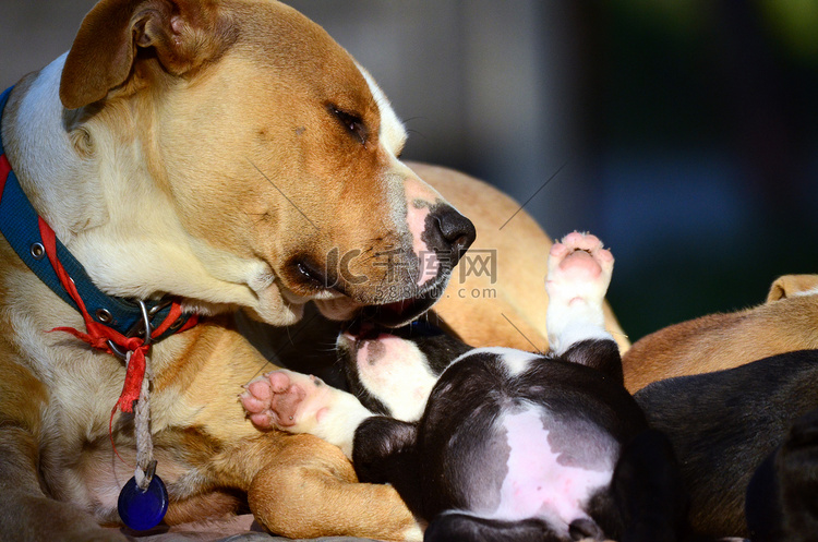可爱的 amstaff 小狗高清摄影大图-千库网