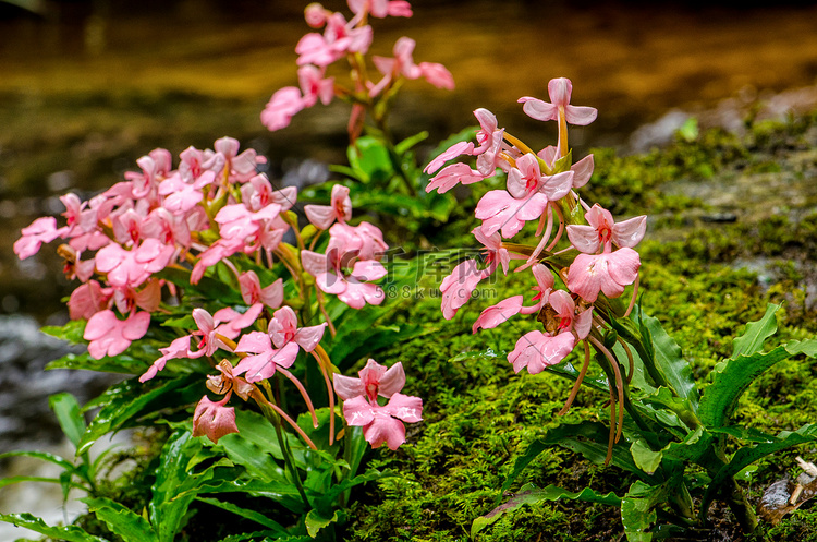The Pink-Lipped Rhodocheila Habenaria（粉红金鱼草）高清摄影大图-千库网
