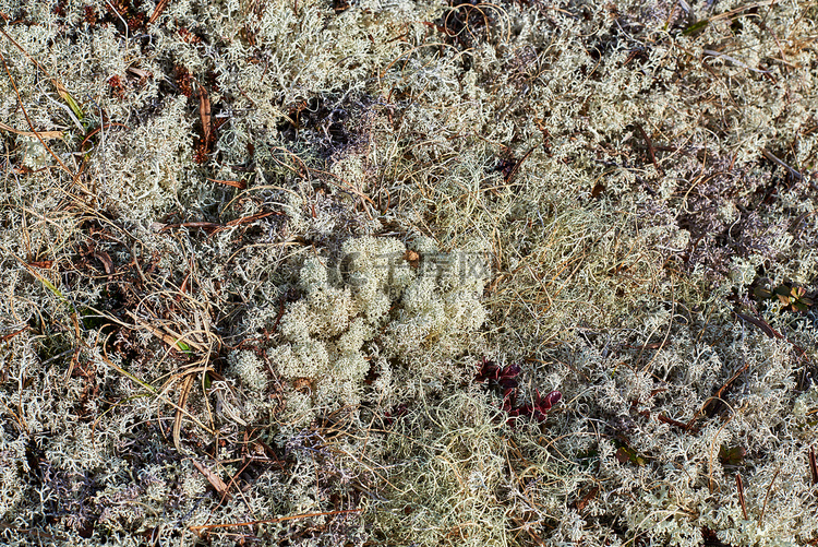 Cladonia Rangiferina（驯鹿地衣）高清摄影大图-千库网