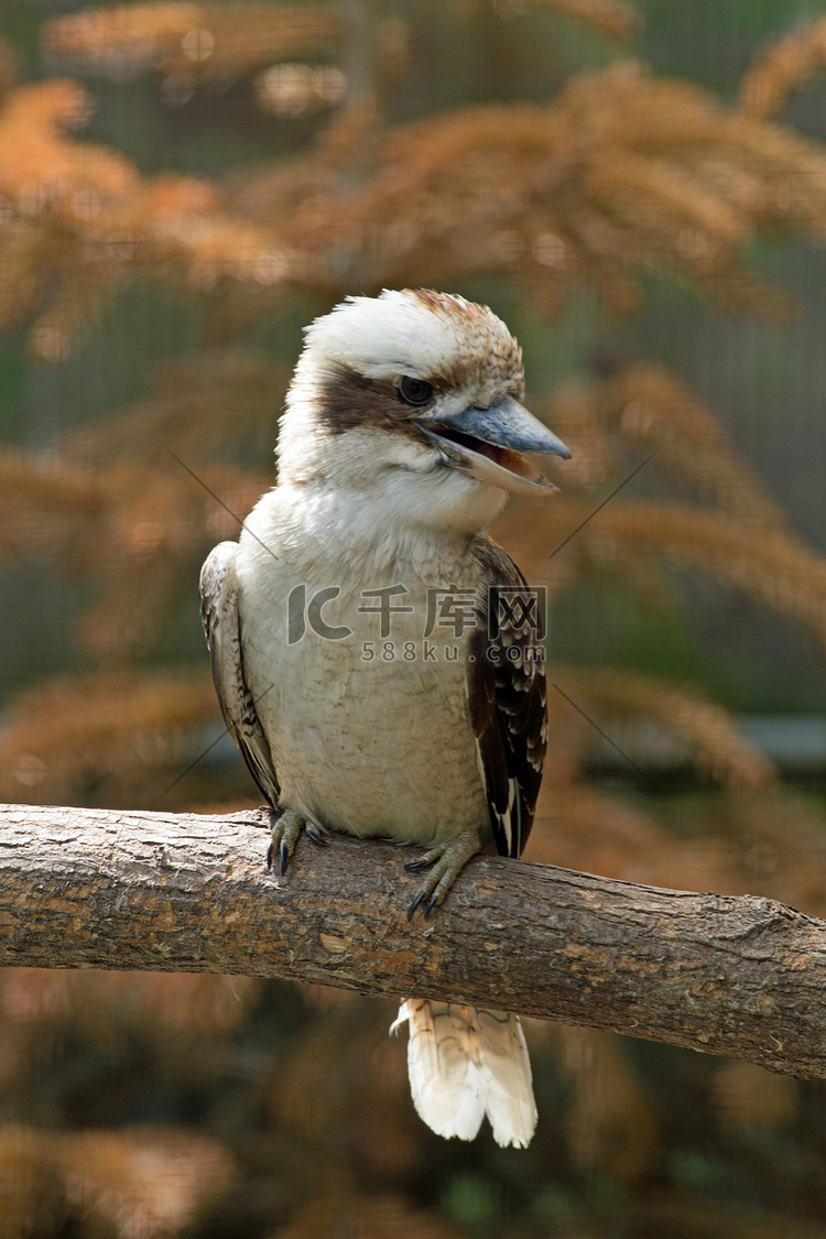 笑翠鸟 (Dacelo novaeguineae)高清摄影大图-千库网
