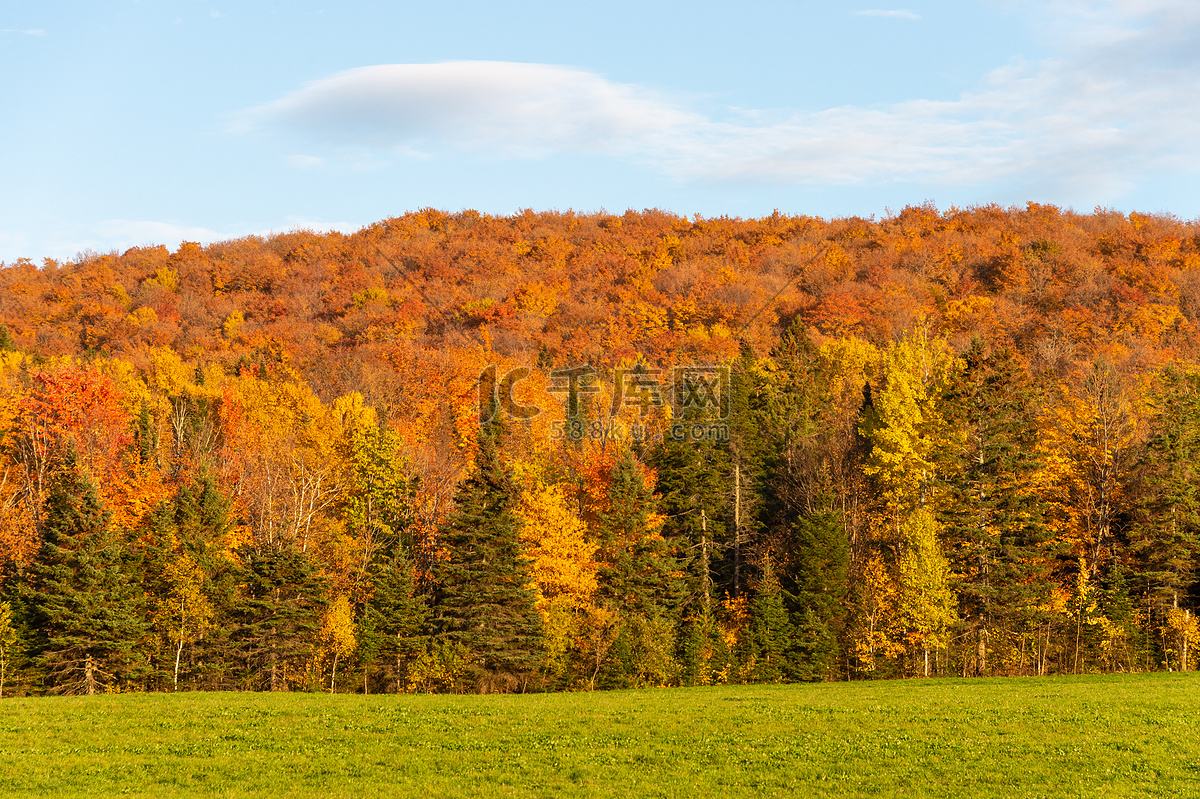 加拿大秋天的树叶高清摄影大图-千库网