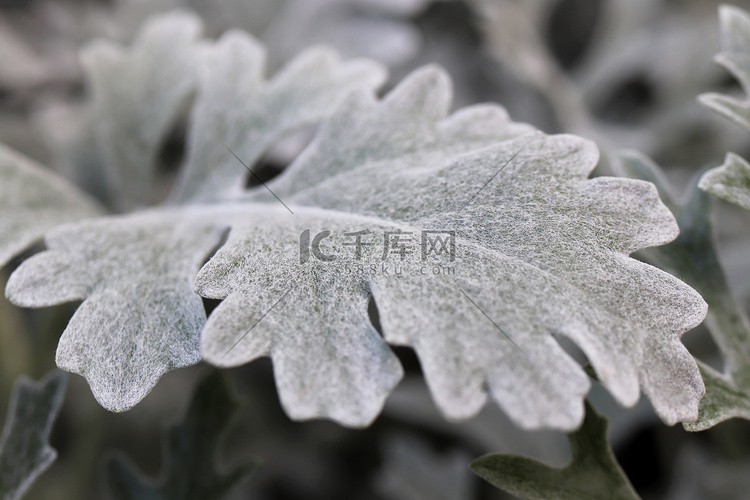 Silver Dust Dusty Miller Maritima。高清摄影大图-千库网