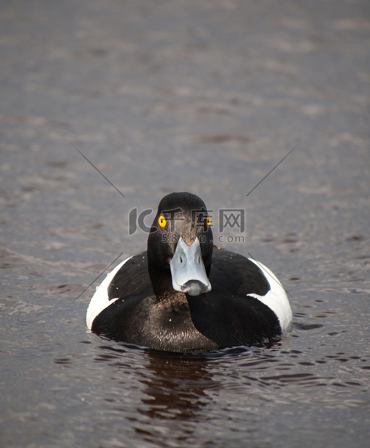 簇绒鸭 - Aythya fuligula，雄性高清摄影大图-千库网