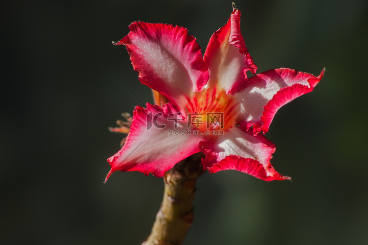 黑斑羚百合 Adenium multiflorum B6423高清摄影大图-千库网