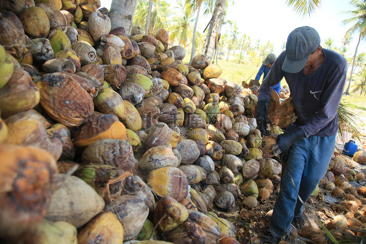 巴伊亚的椰子收获高清摄影大图-千库网
