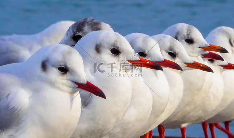 黑头鸥（Larus（Chroicocephalus）ridibundus）。高清摄影大图-千库网