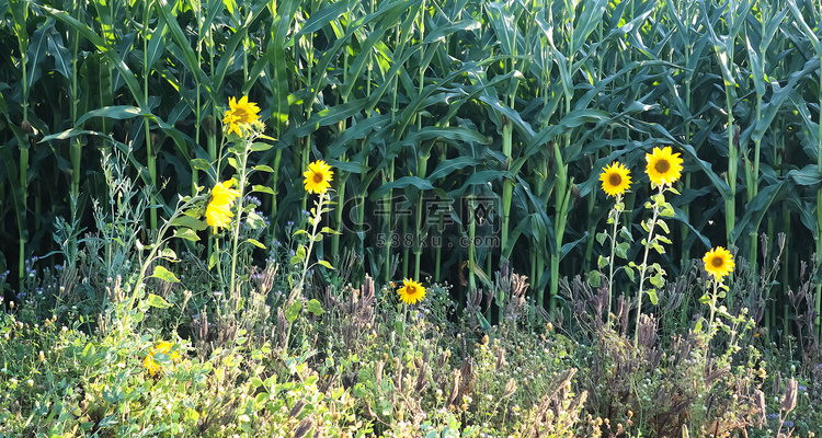路边农田前的向日葵高清摄影大图-千库网