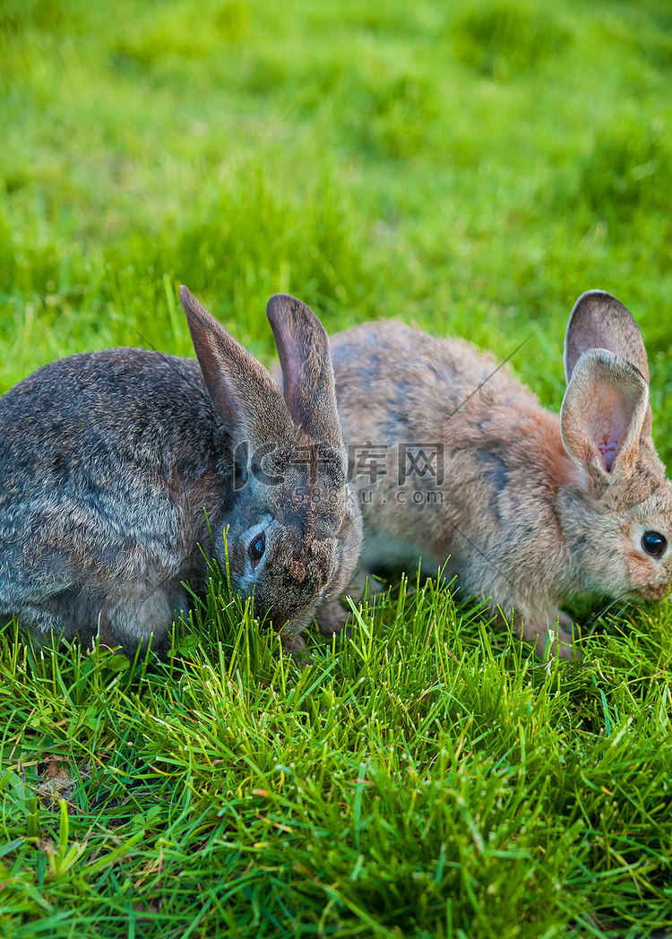 两只兔子在花园里吃草高清摄影大图-千库网