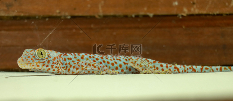 Gekkota Gekko 壁虎 Tokay Tokkae 蜥蜴在白色背景上隔离甚至照明高清摄影大图-千库网