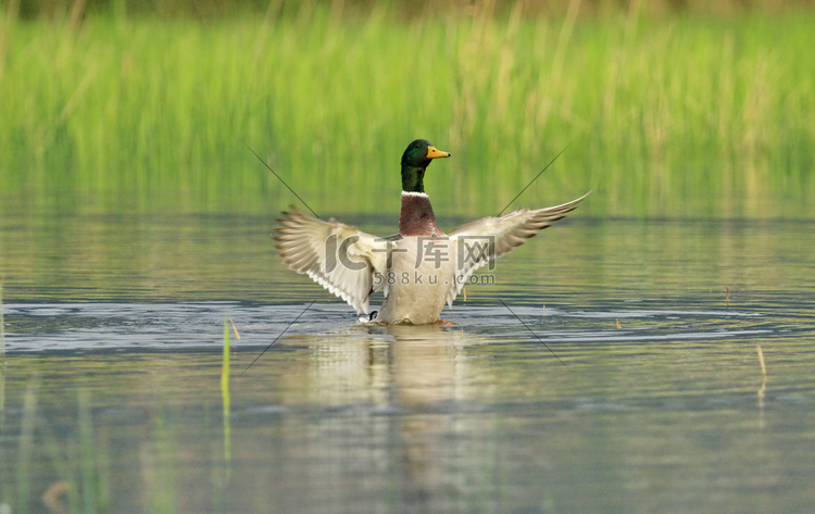 雄性绿头鸭挥动翅膀高清摄影大图-千库网
