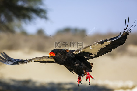 南非 Kgalagadi 跨境公园的巴特勒鹰高清摄影大图-千库网