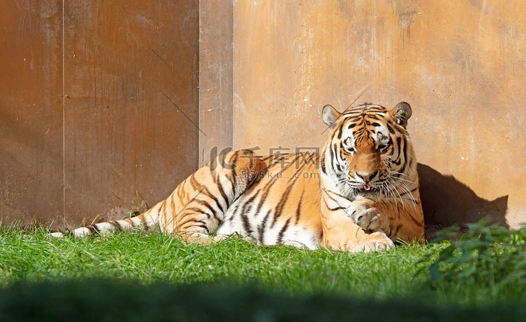 老虎（Panthera Tigris Altaica）在花园里清洁自己高清摄影大图-千库网