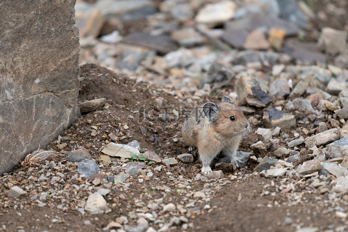 美洲鼠兔，Ochotona princeps高清摄影大图-千库网