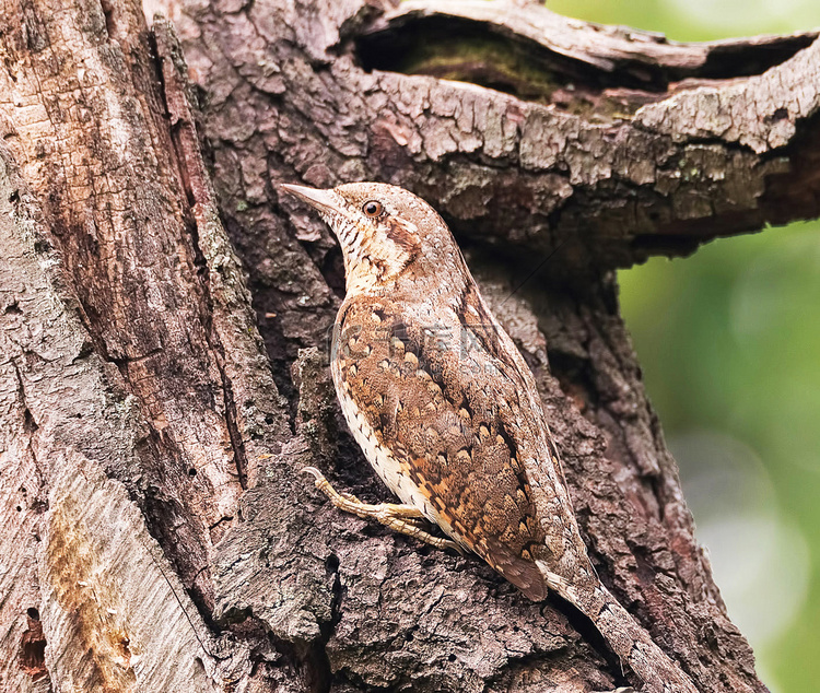 美丽的鸟类照片高清摄影大图-千库网