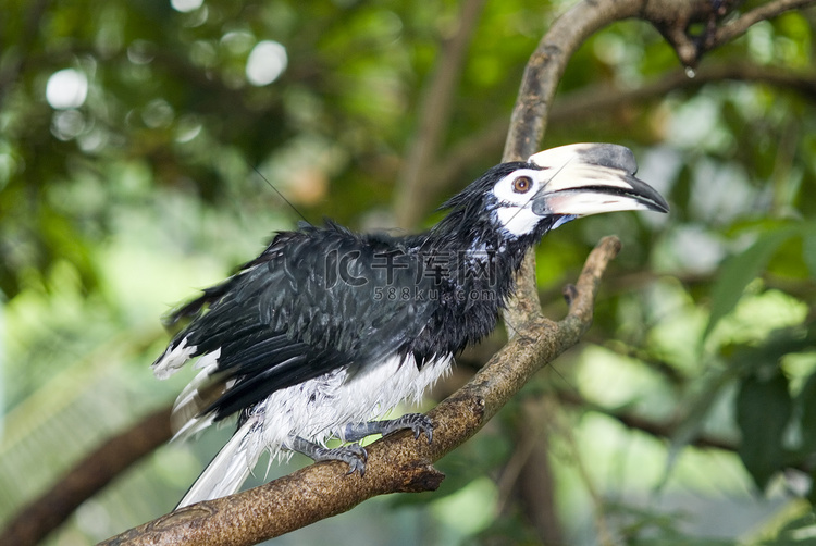 犀鸟高清摄影大图-千库网