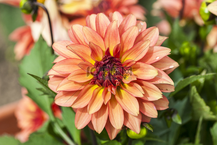 大丽花Simon Cozens高清摄影大图-千库网